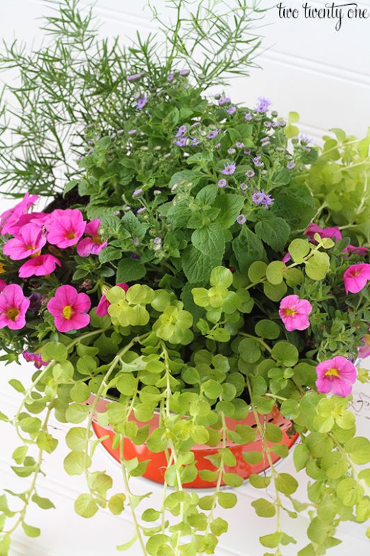 Colander Flower Planter