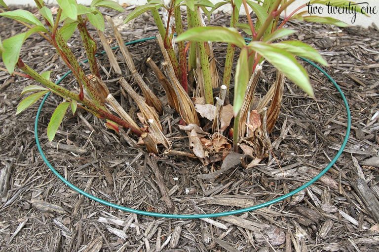 How to Support Peonies - Keep Peonies from Falling Down