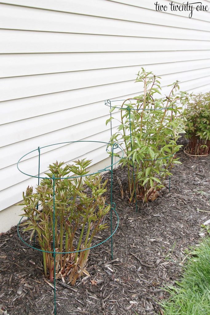 How to Support Peonies - Keep Peonies from Falling Down