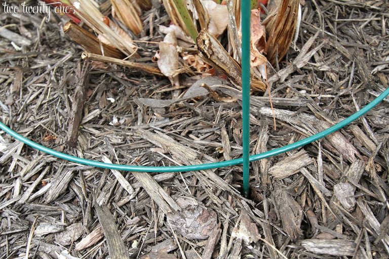 How to Support Peonies - Keep Peonies from Falling Down