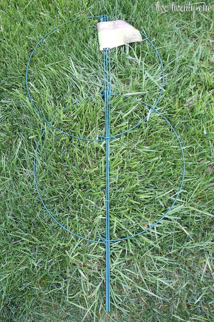 How to Support Peonies - Keep Peonies from Falling Down