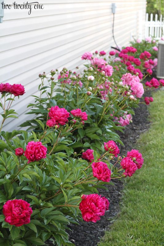 How to Support Peonies - Keep Peonies from Falling Down