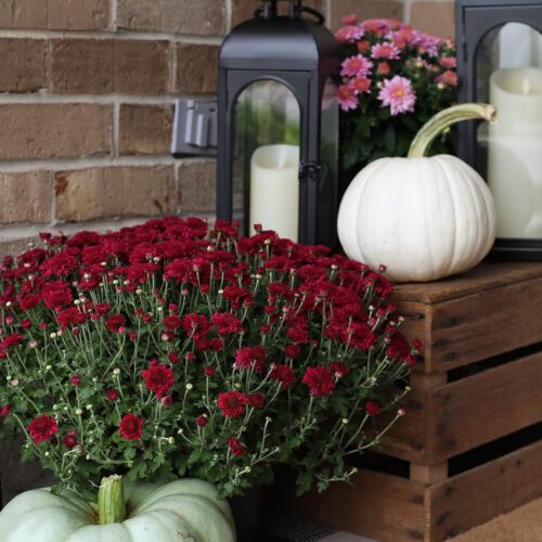 How to Care For Mums and Keep Them Looking Great