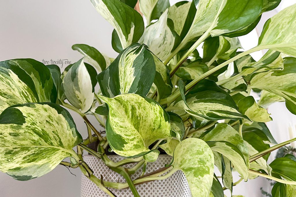 Manjula Pothos Care Guide