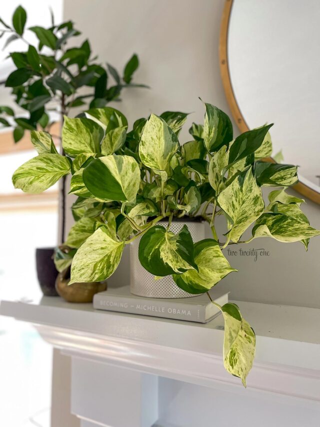 Pothos Toxicity and How to Grow Pothos Safely