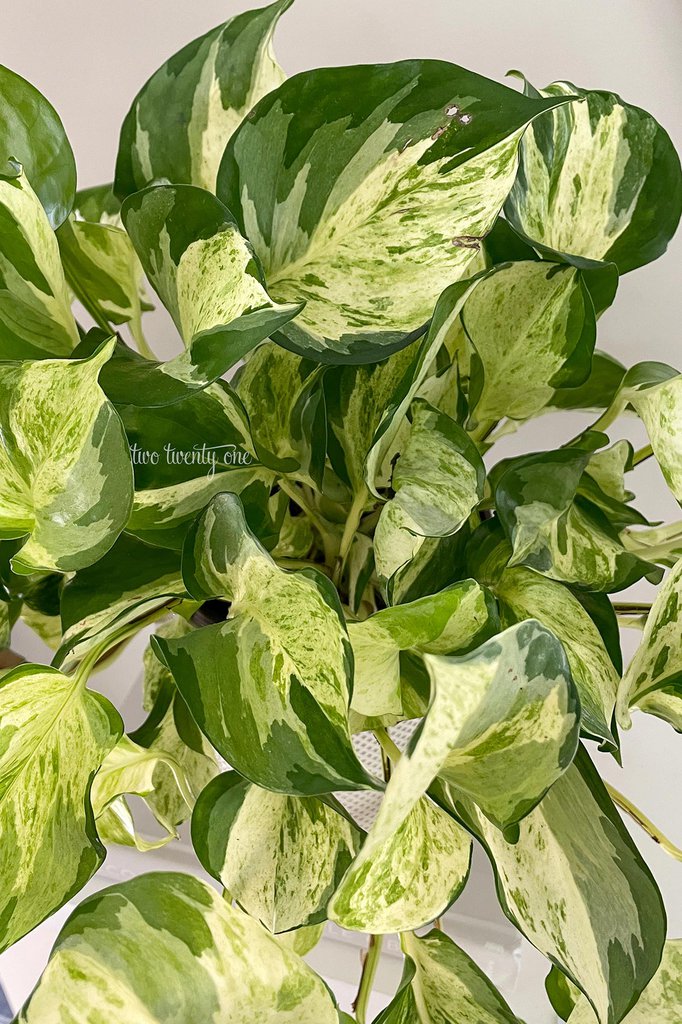 Manjula Pothos Care Guide