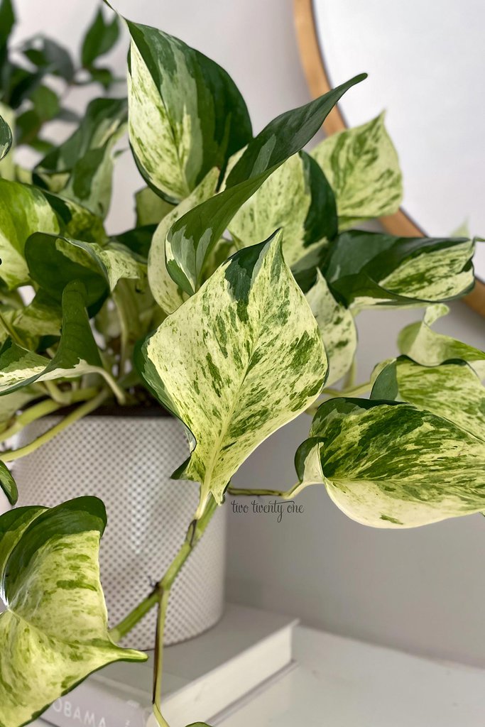 Manjula Pothos Care Guide